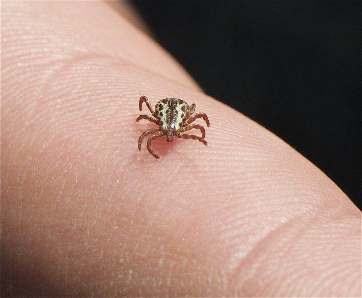 CCHD: Stay vigilant for ticks | News, Sports, Jobs - Adirondack Daily ...